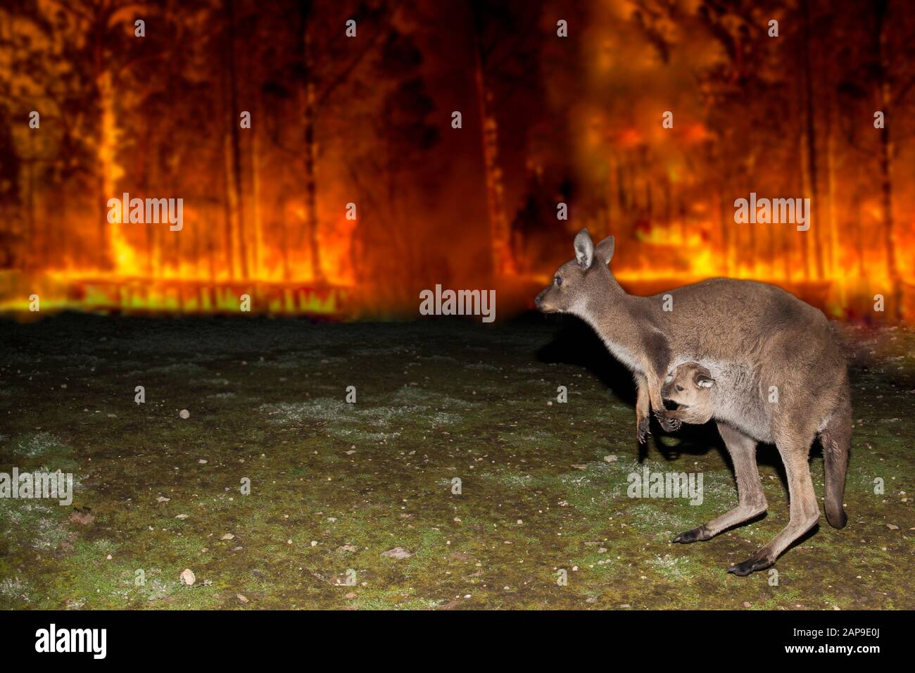 Kangaroo escaping from Australia bush fire devastation Stock Photo - Alamy