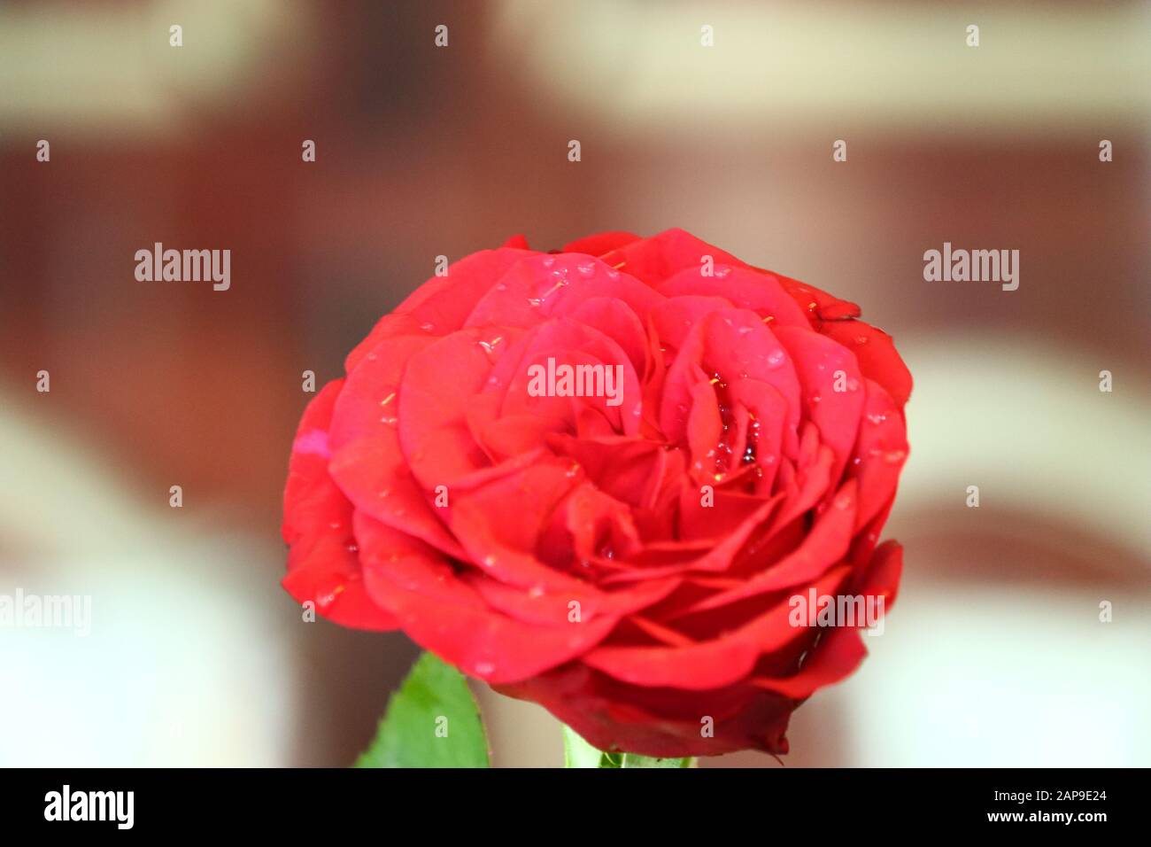 fresh dark red roses close up texture and blurry background Stock Photo ...