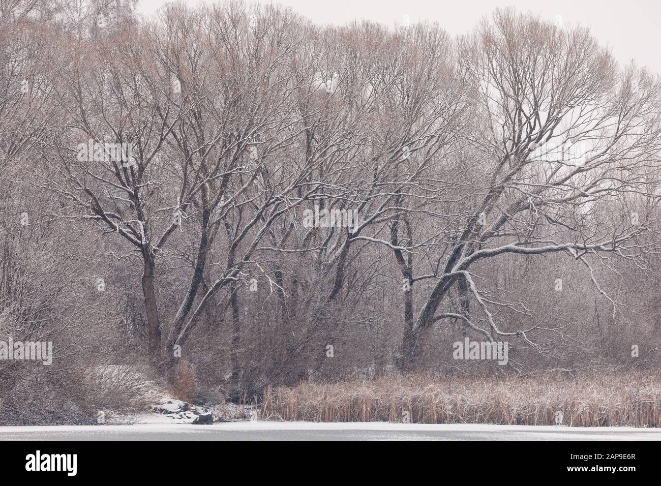 Winter european landscape with frozen pond, tree covered with snow and ...