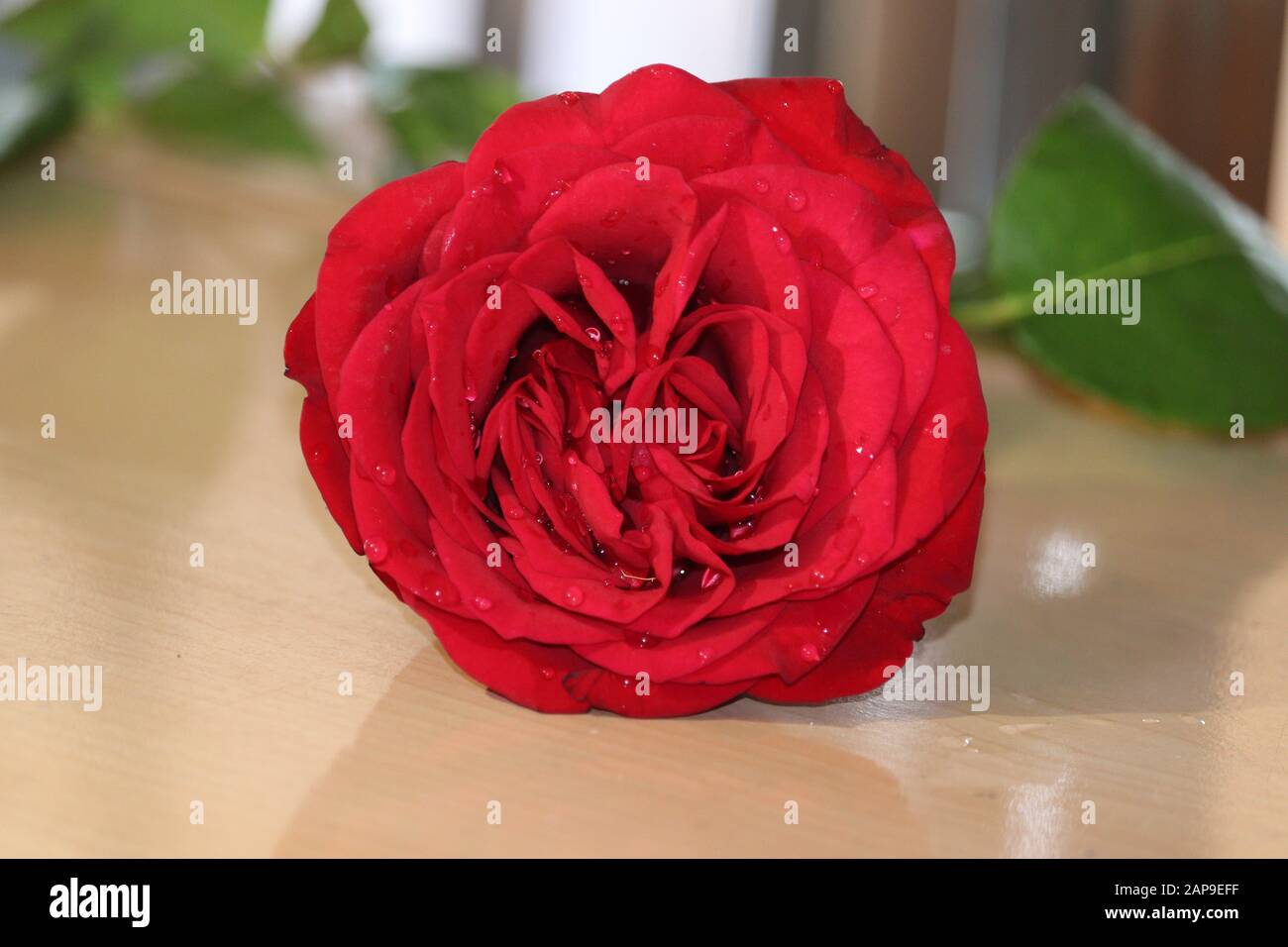 fresh dark red roses close up texture and blurry background Stock Photo ...