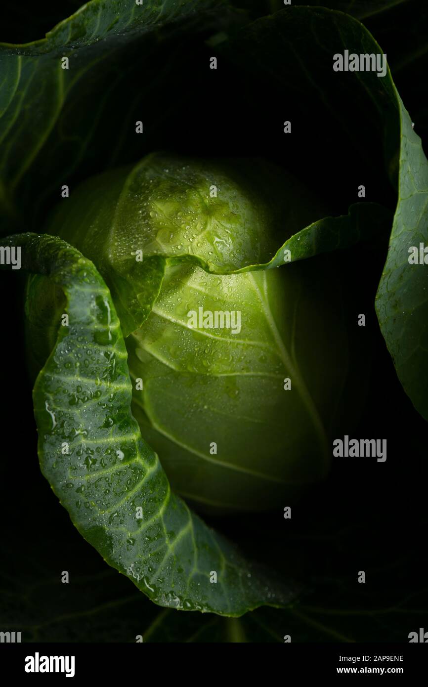 Raw and fresh green cabbage Stock Photo - Alamy