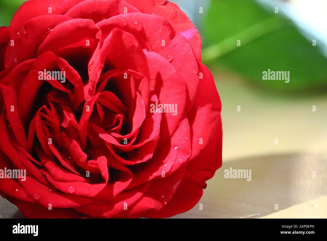 red Rose flower with raindrops on background red roses flowers Stock ...