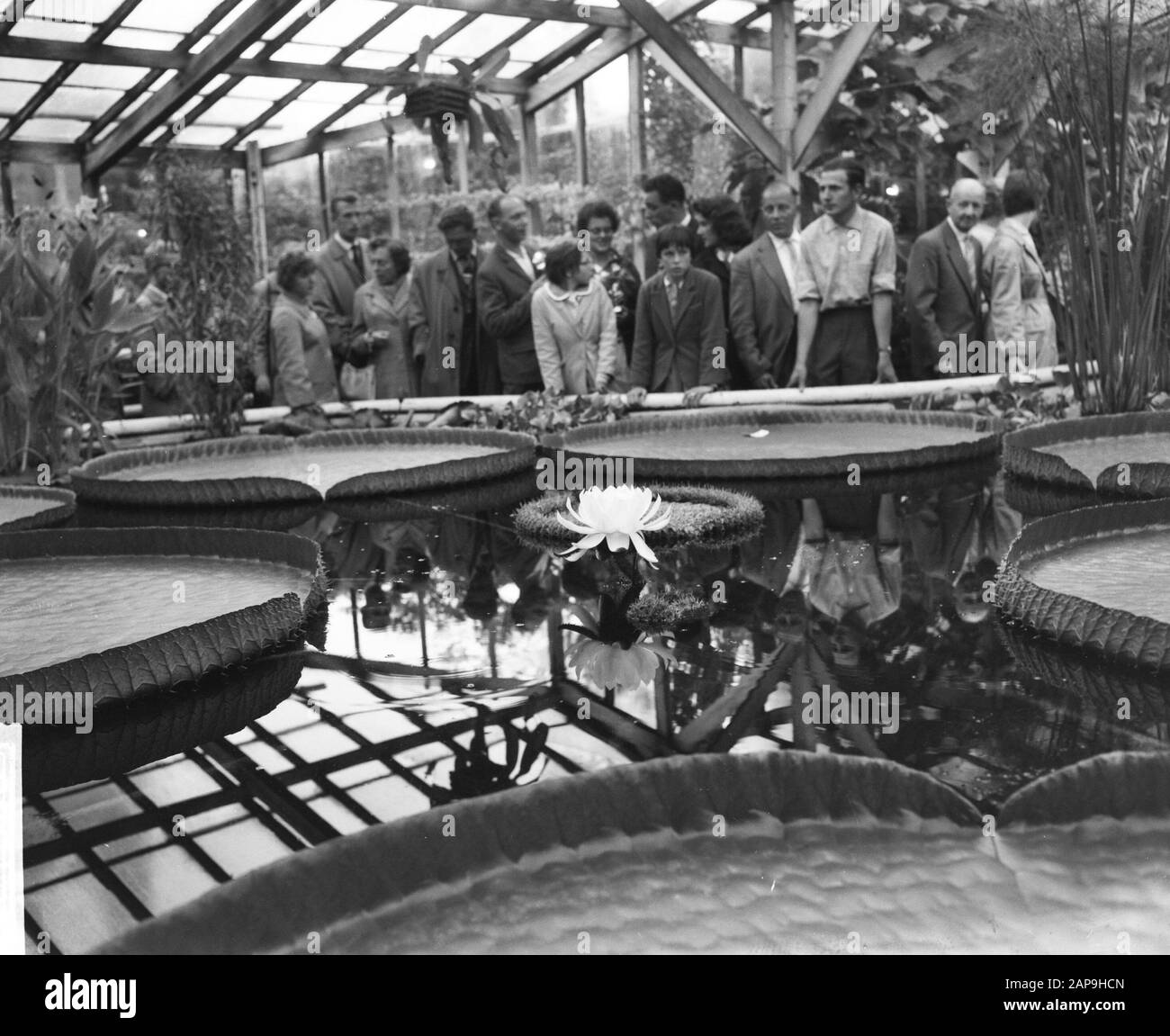 Aquatic flowering Black and White Stock Photos & Images - Alamy