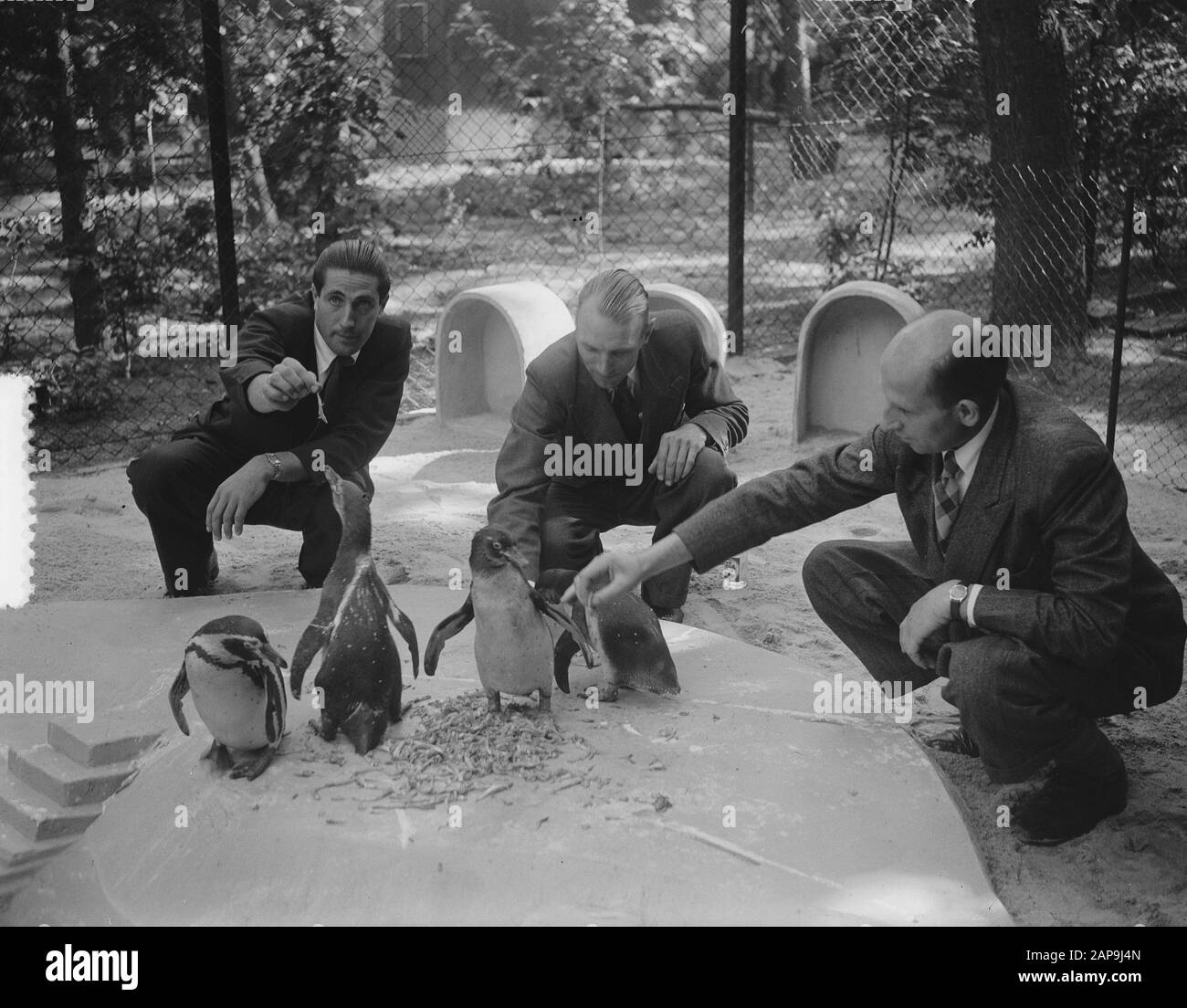 Duties animals Black and White Stock Photos & Images - Alamy
