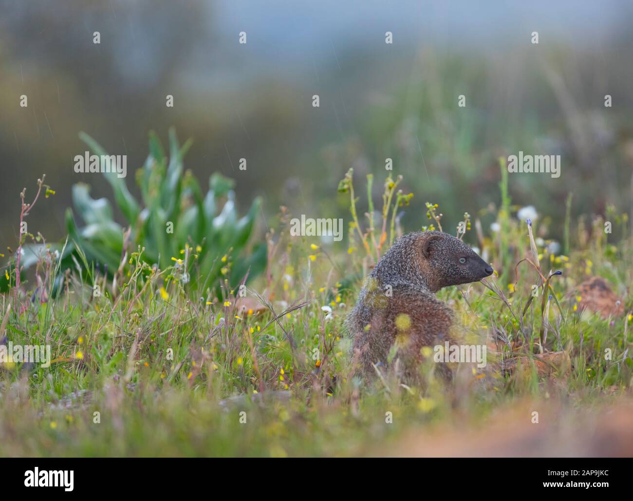 MELONCILLO - Egyptian mongoose (Herpestes ichneumon Stock Photo - Alamy