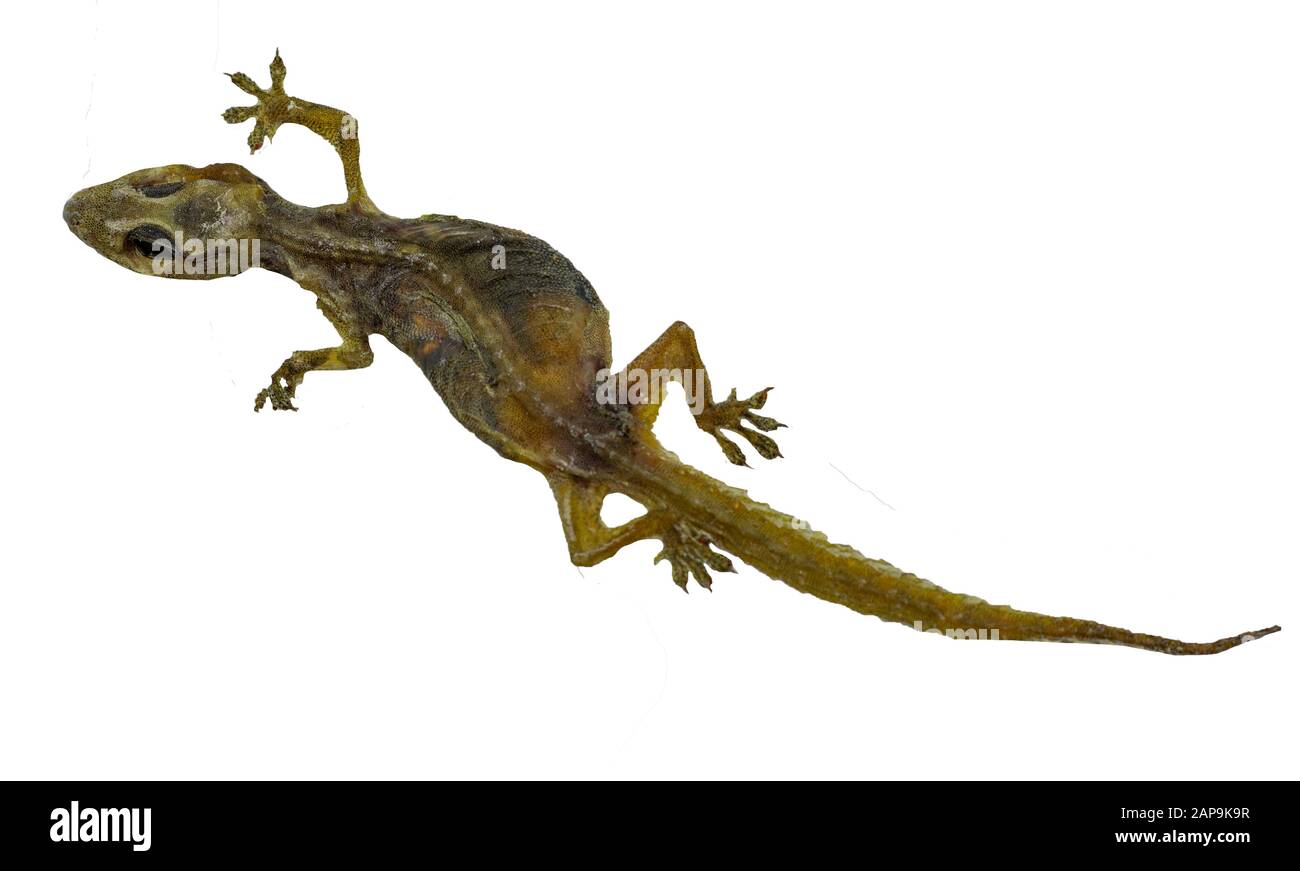 The image of a small reptile called a lizard Which is dead for a long ...