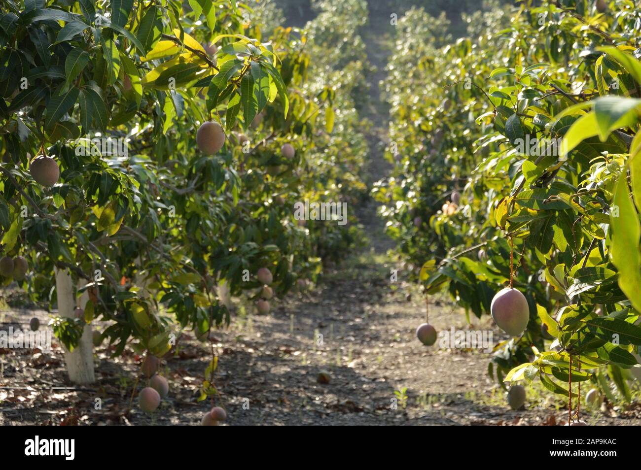 Mangoes hanging in the branch of trees in a plantation in harvest time ...