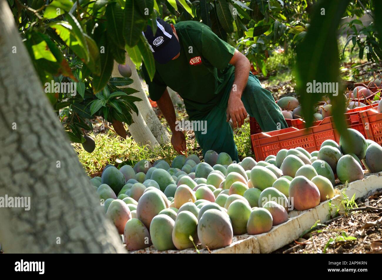 Worker packing mango fruit just harvested Stock Photo - Alamy