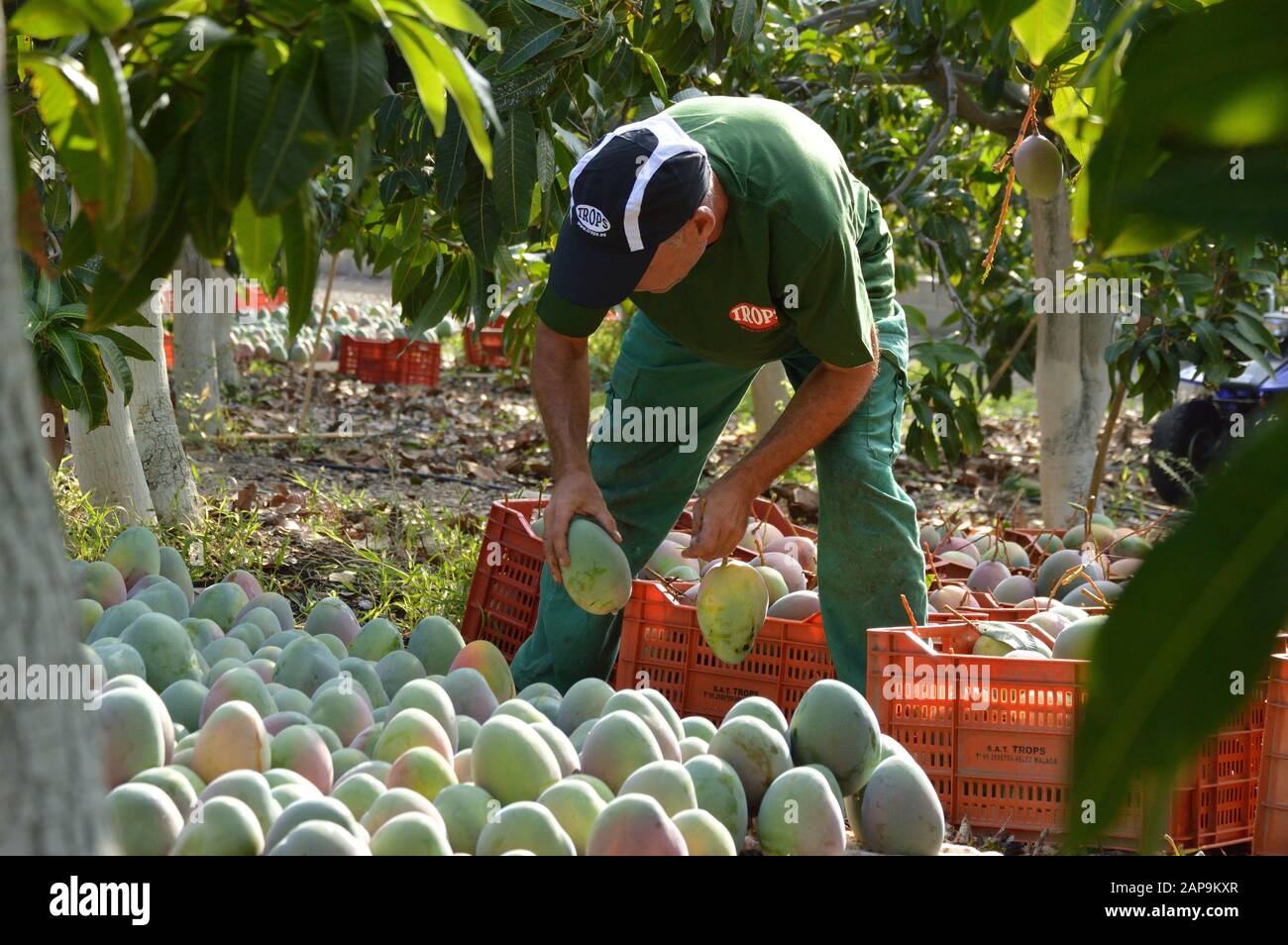 Agricultural worker packing mango tropical fruit just harvested Stock ...