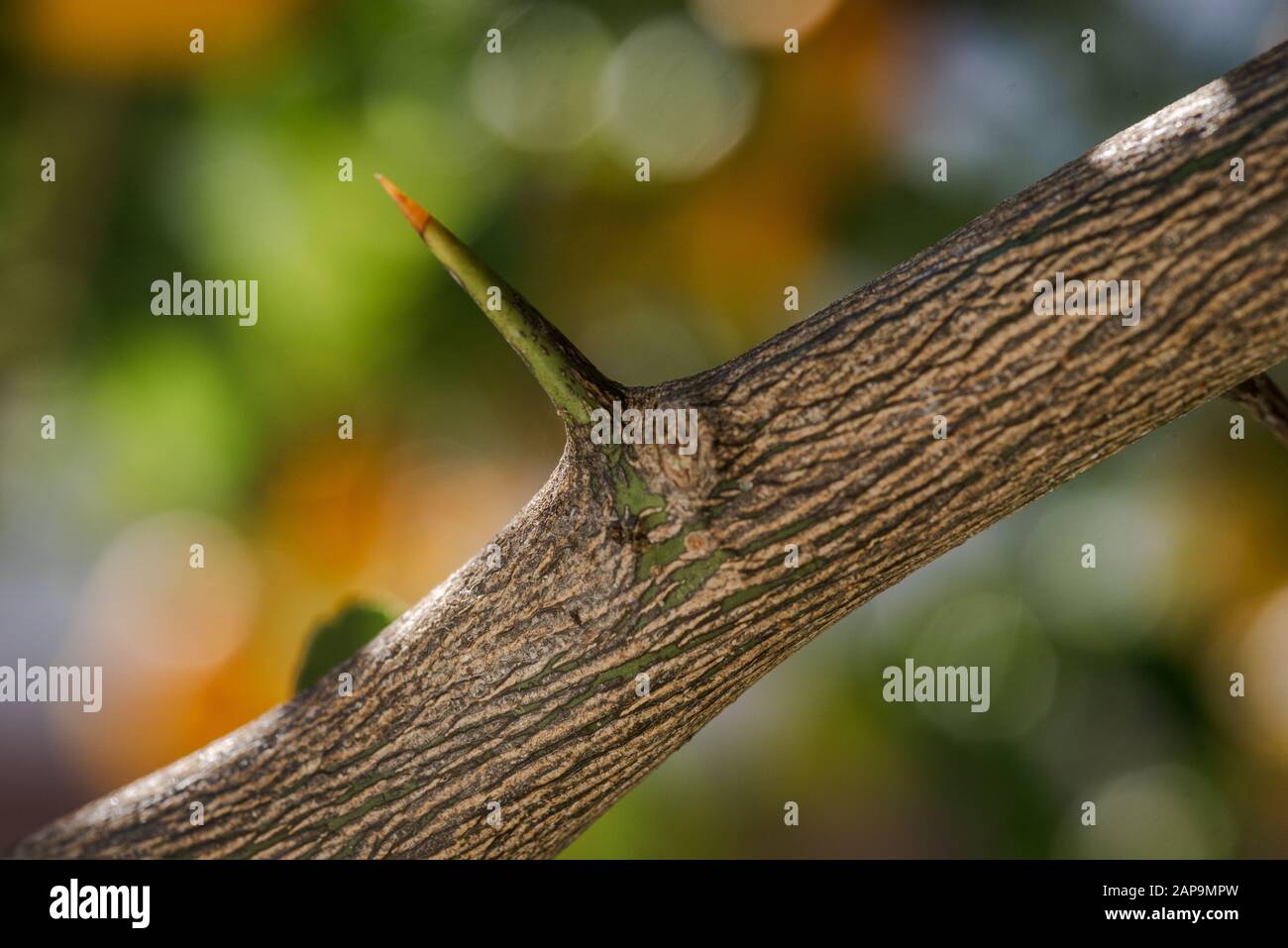 long and sharp thorns or prickles protecting a lemon tree in Spain ...