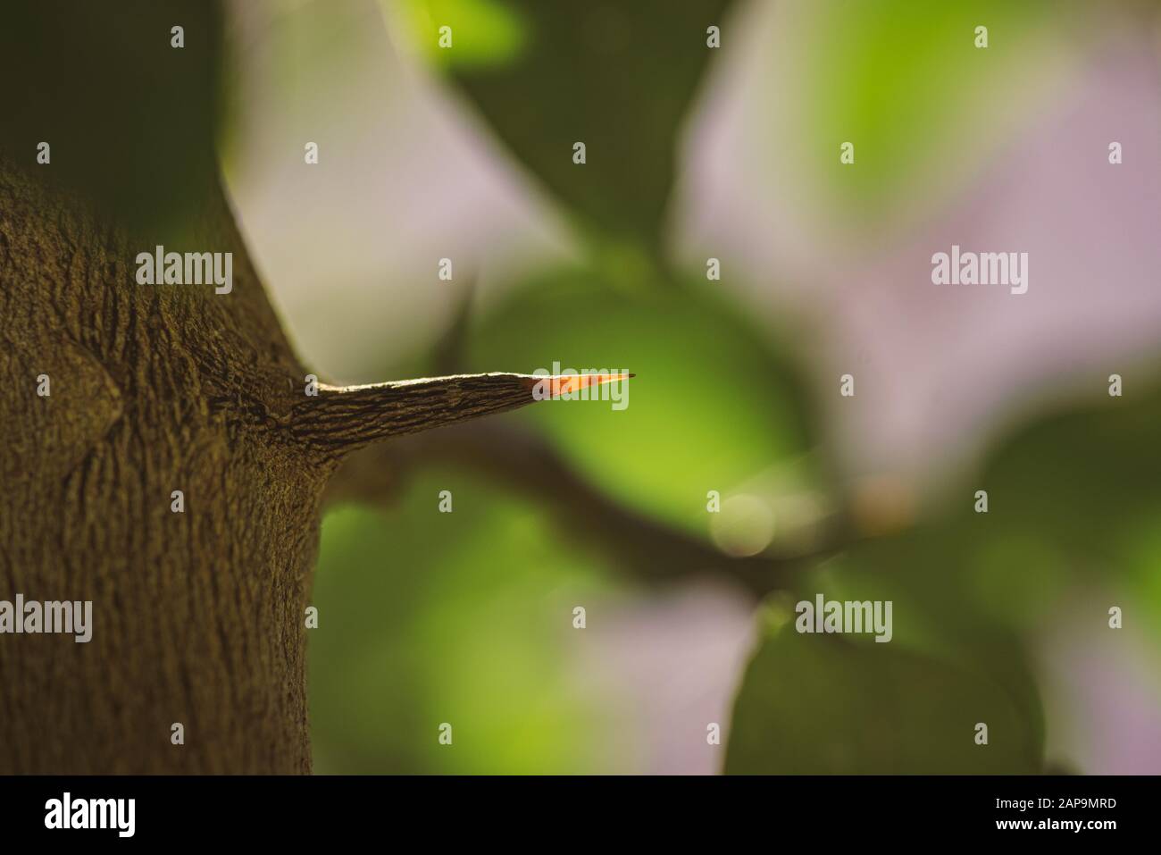 Lemon tree with thorns hi-res stock photography and images - Alamy