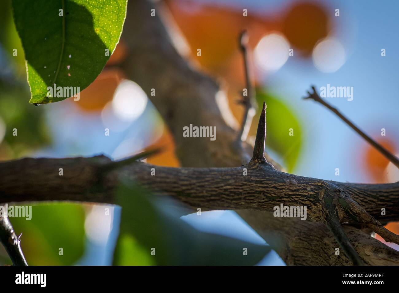 Lemon tree with thorns hi-res stock photography and images - Alamy