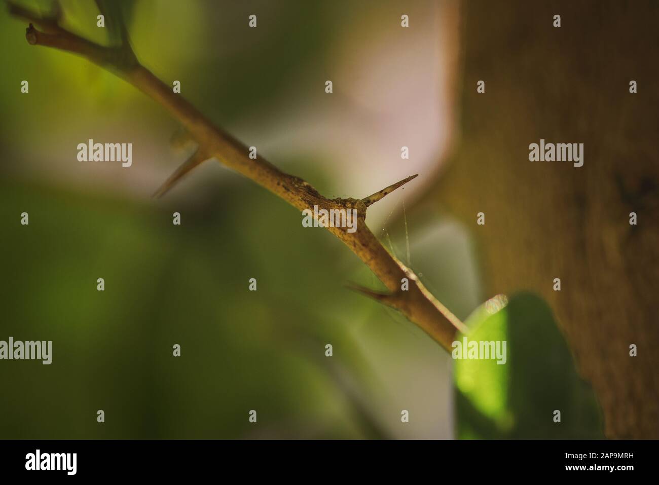 long and sharp thorns or prickles protecting a lemon tree in Spain ...