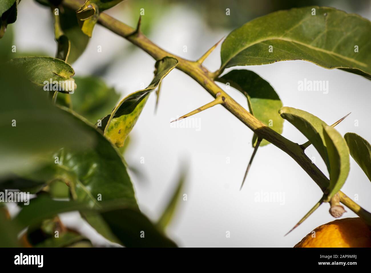 Lemon tree thorns hi-res stock photography and images - Alamy