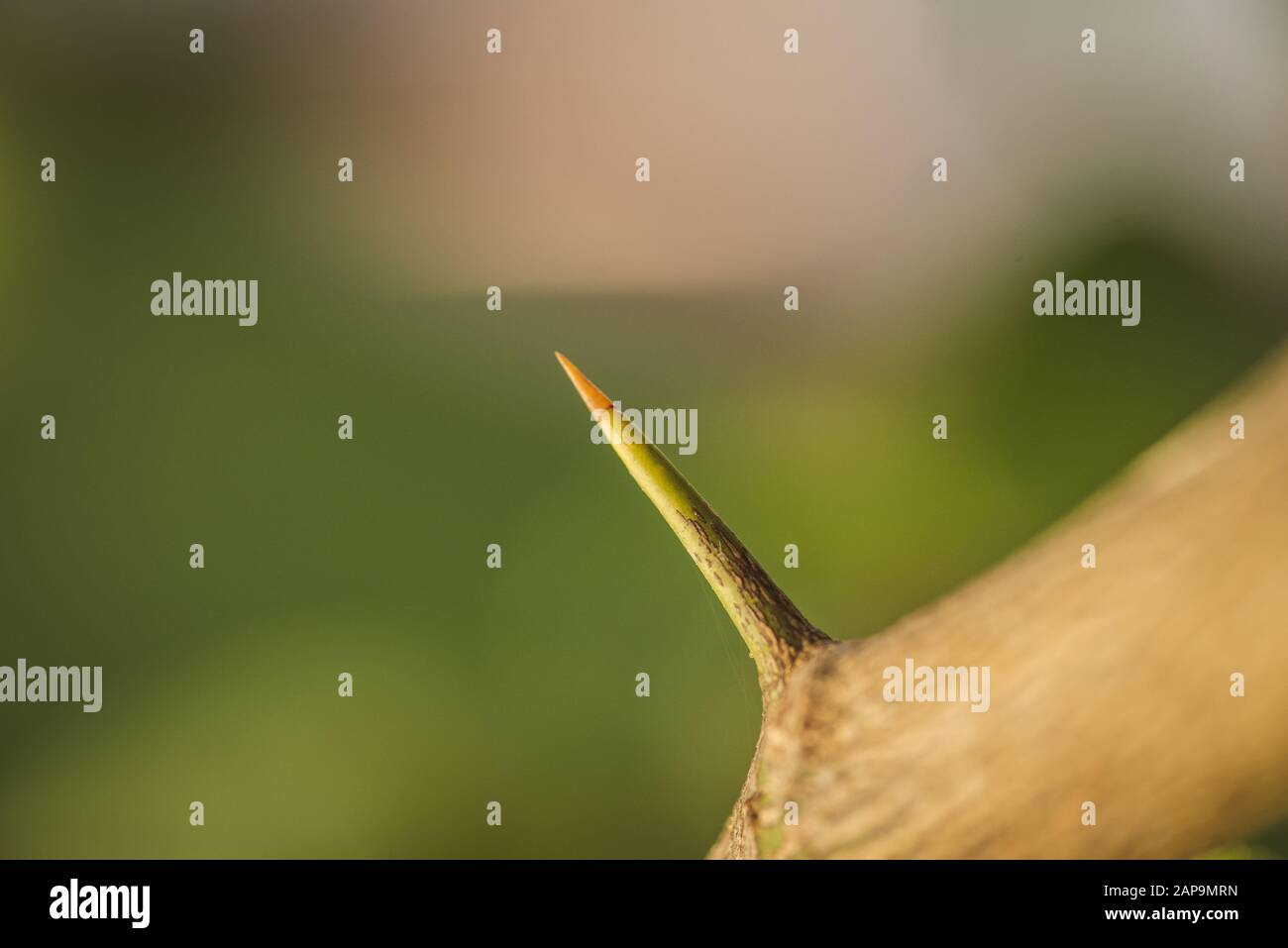 Lemon tree with thorns hi-res stock photography and images - Alamy