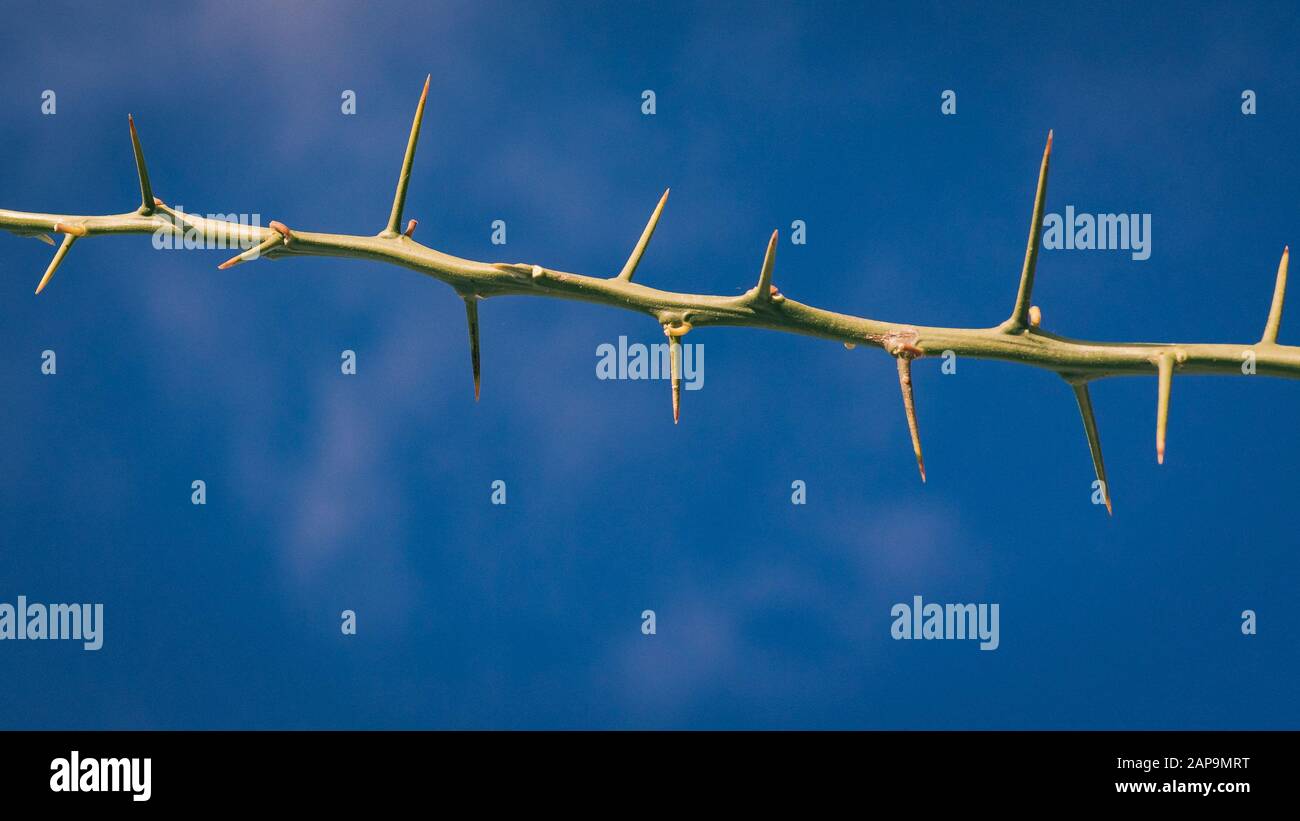 Lemon tree with thorns hi-res stock photography and images - Alamy