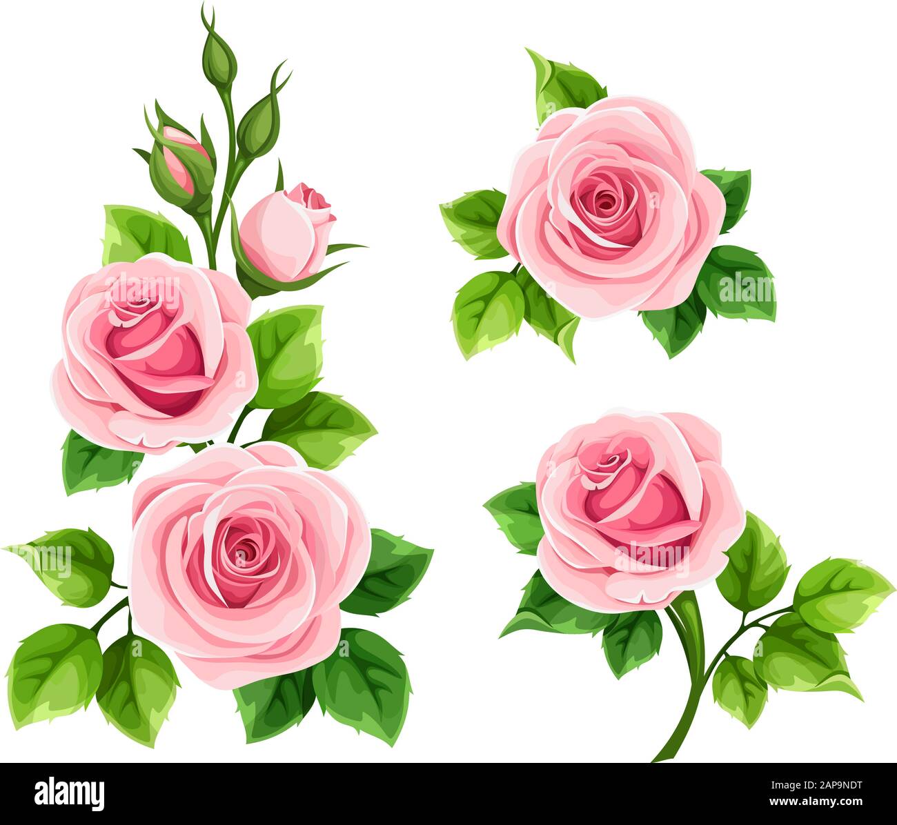 Vector set of pink roses isolated on a white background Stock Vector ...