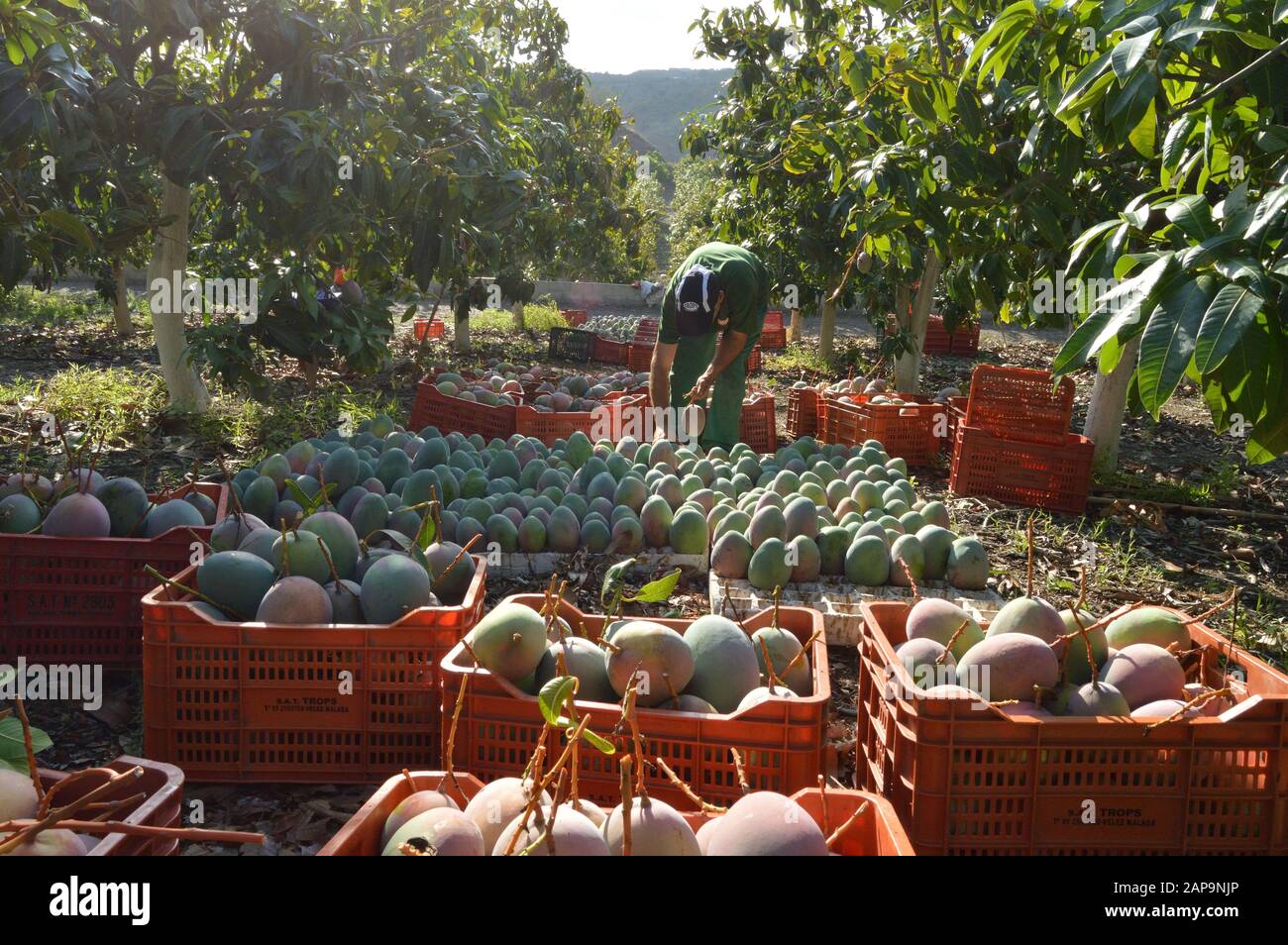 Agricultural worker packing in box mango fruit just harvested Stock ...