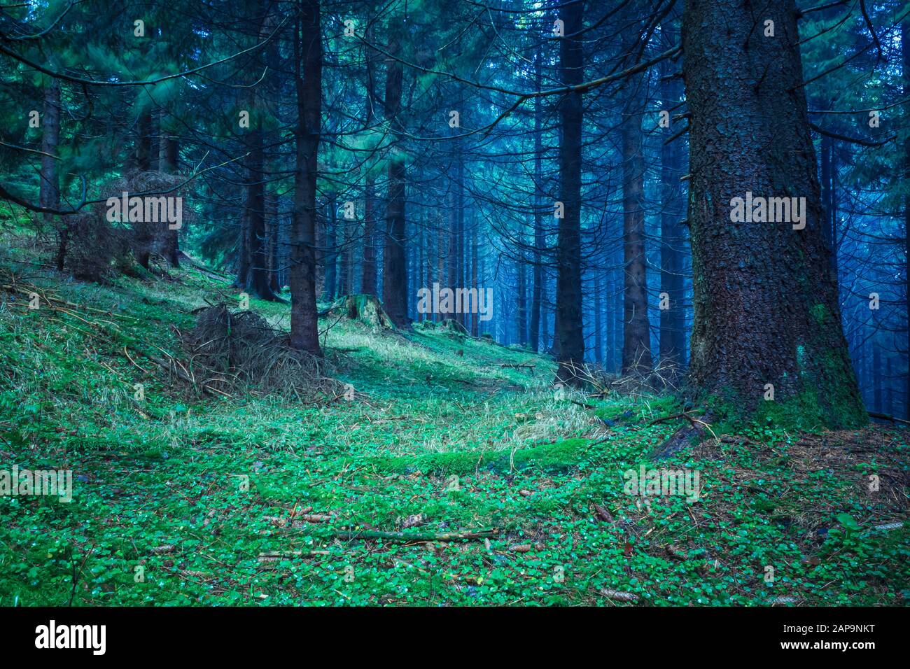 The evergreen forest early in the morning Stock Photo - Alamy