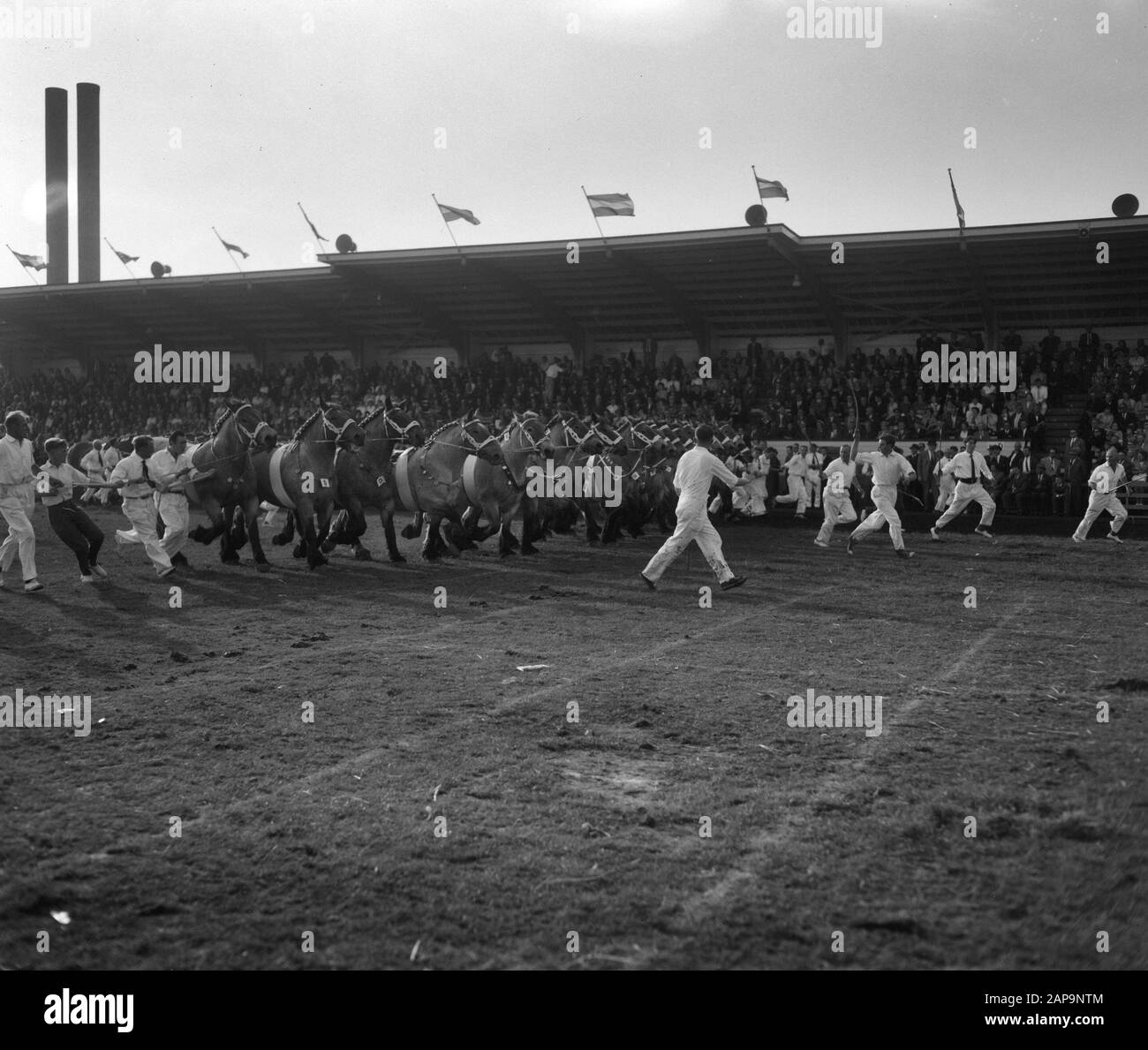 30 th National draft horses exhibition in Den Bosch Date: September 15 ...