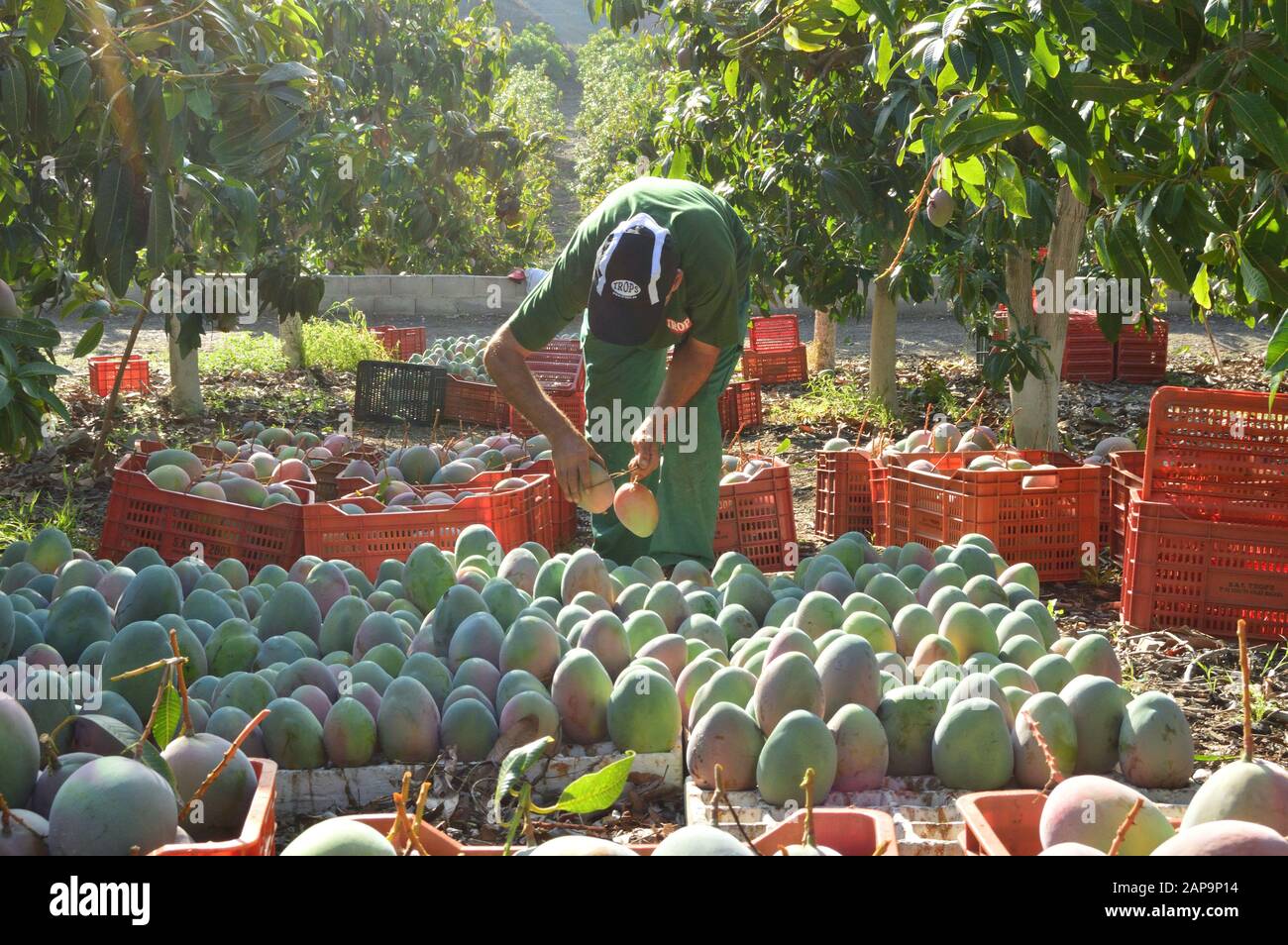 Agricultural worker packing mango fruit just harvested Stock Photo - Alamy