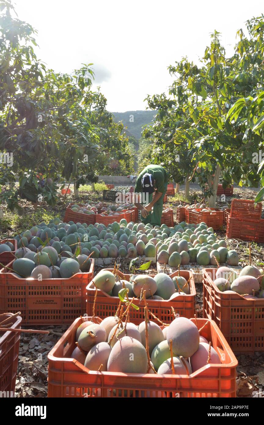 Agricultural worker packing mango fruit just harvested Stock Photo - Alamy