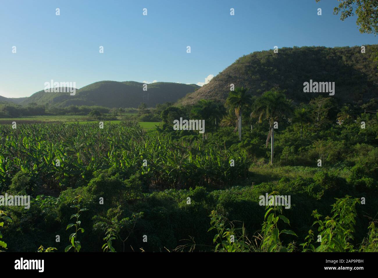 Guayanilla hi-res stock photography and images - Alamy