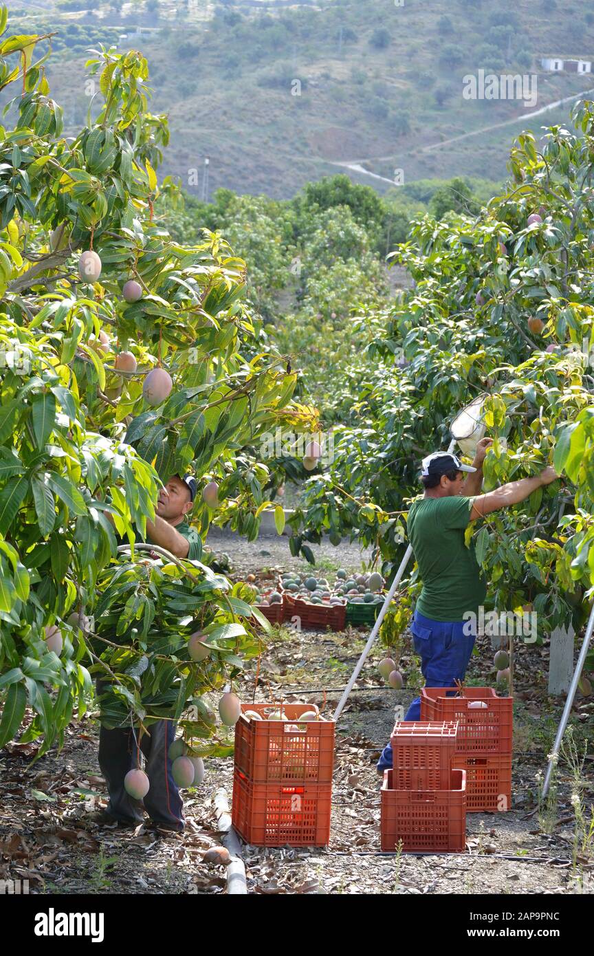 Workers collecting mango fruit in a plantation of fruit trees Stock ...