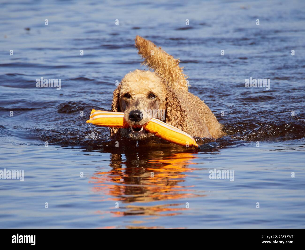 Water rescue operation hi-res stock photography and images - Alamy