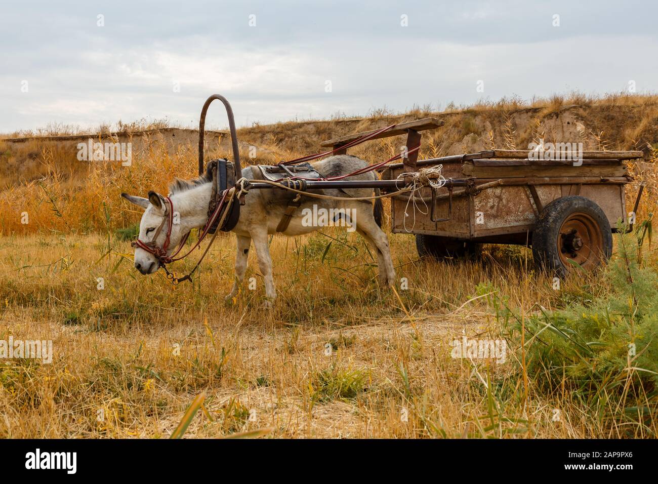 Transport transportation carriage cart donkey hi-res stock photography ...