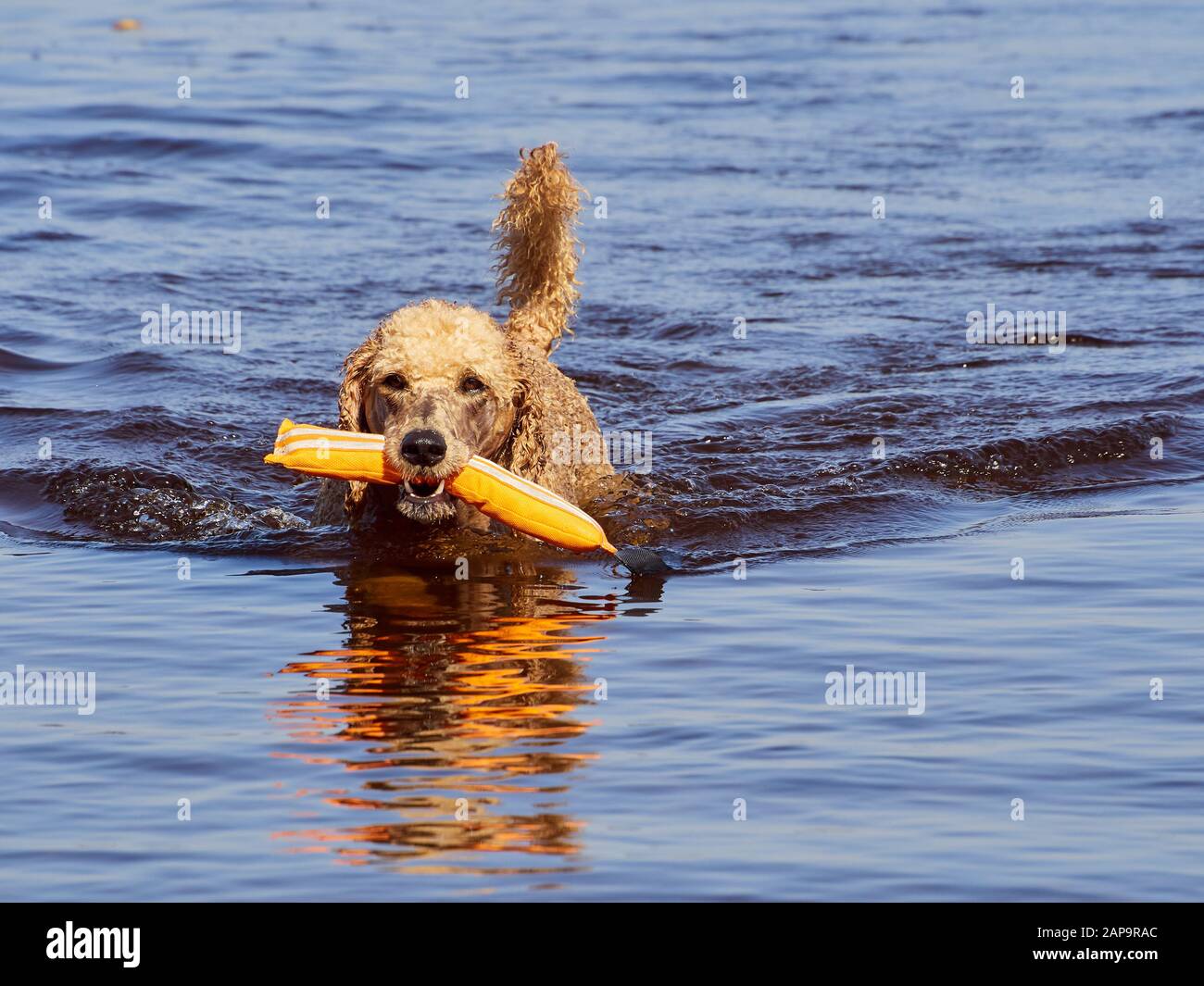 Water rescue operation hi-res stock photography and images - Alamy