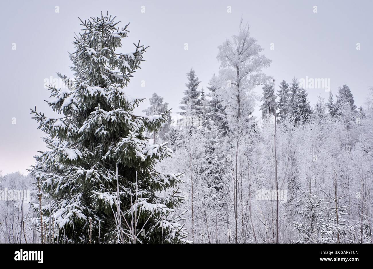 Frozen trees in the finnish forest in the winter. White snow covering ...
