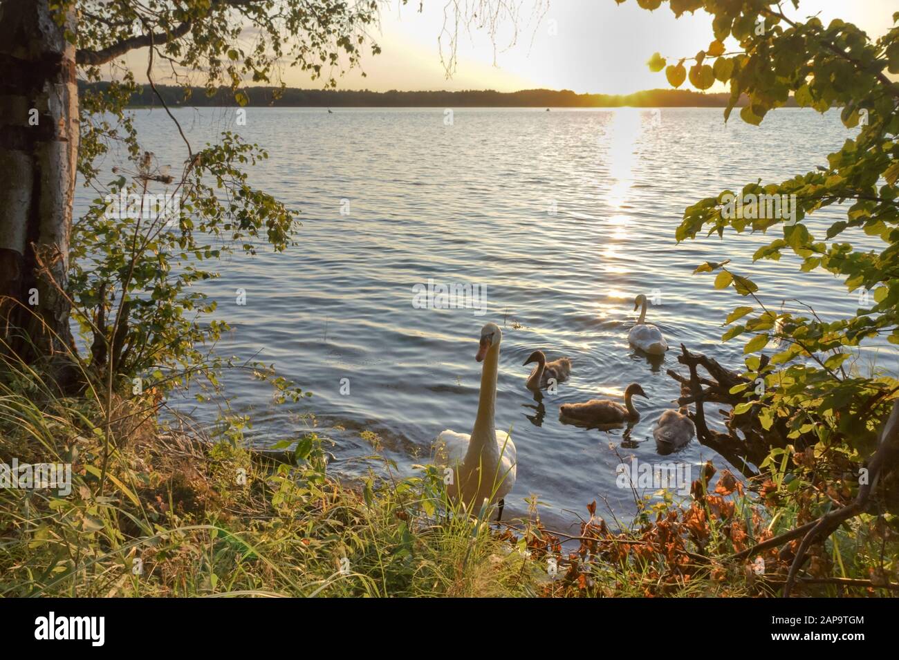 family of swans at sunset, swans with baby swans in the evening on the ...