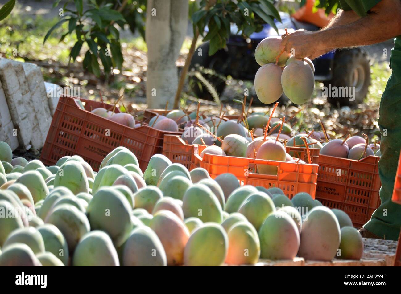 Agricultural worker packing mango fruit just harvested Stock Photo - Alamy