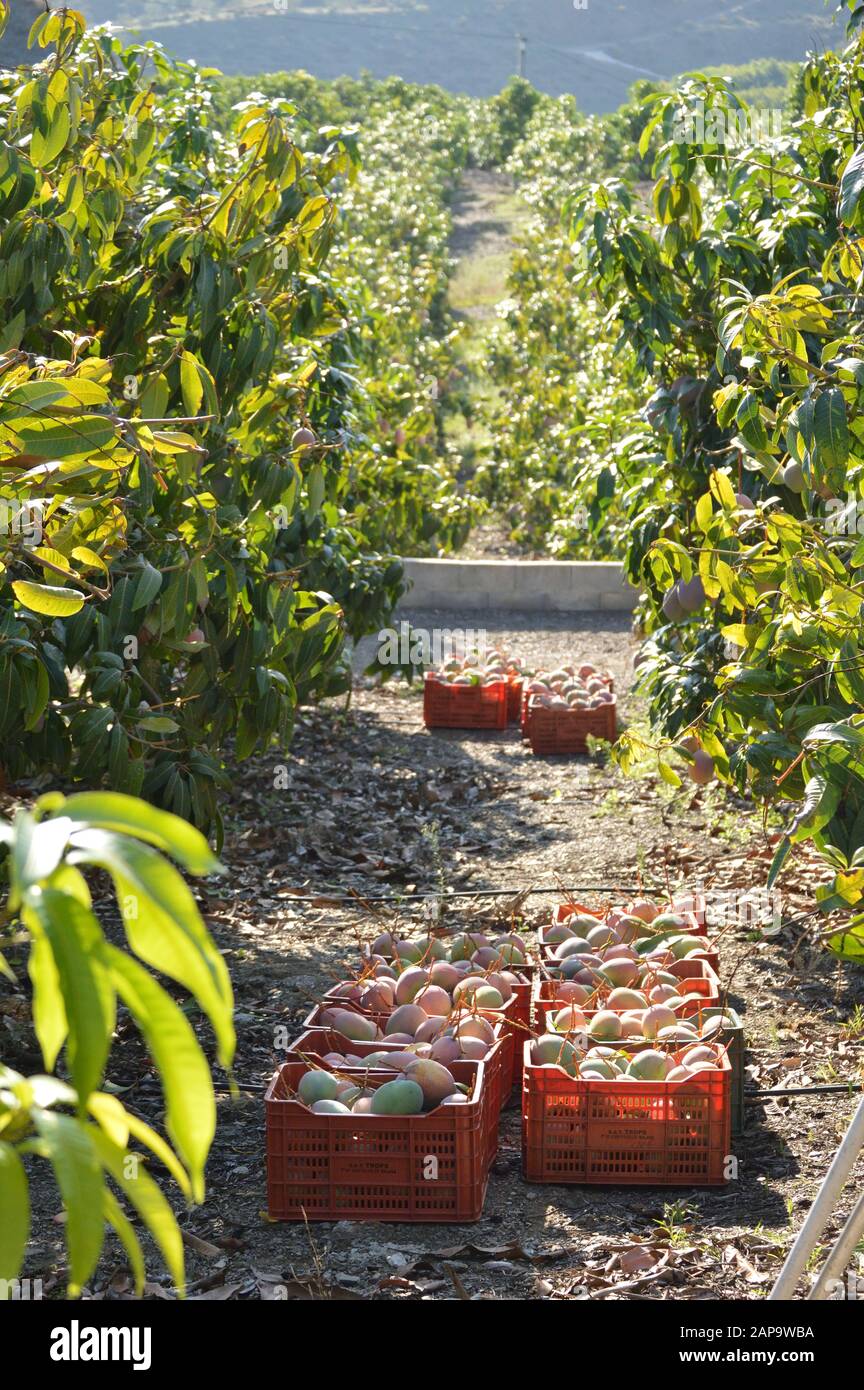 Boxes with mango fruit just harvested in a plantation of fruit trees ...