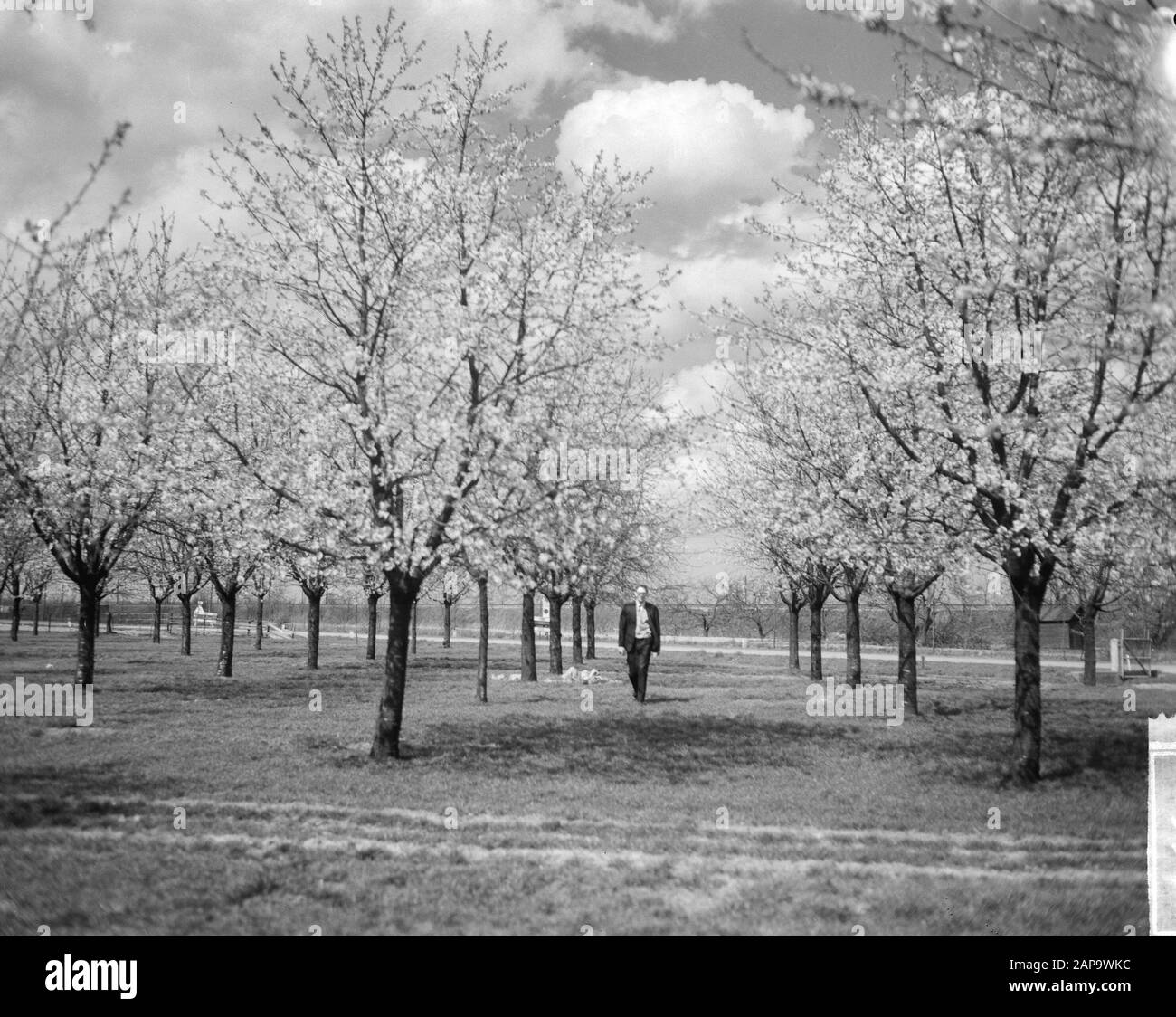 The first cherry orchards in bloom, surroundings Bunnik (municipality ...