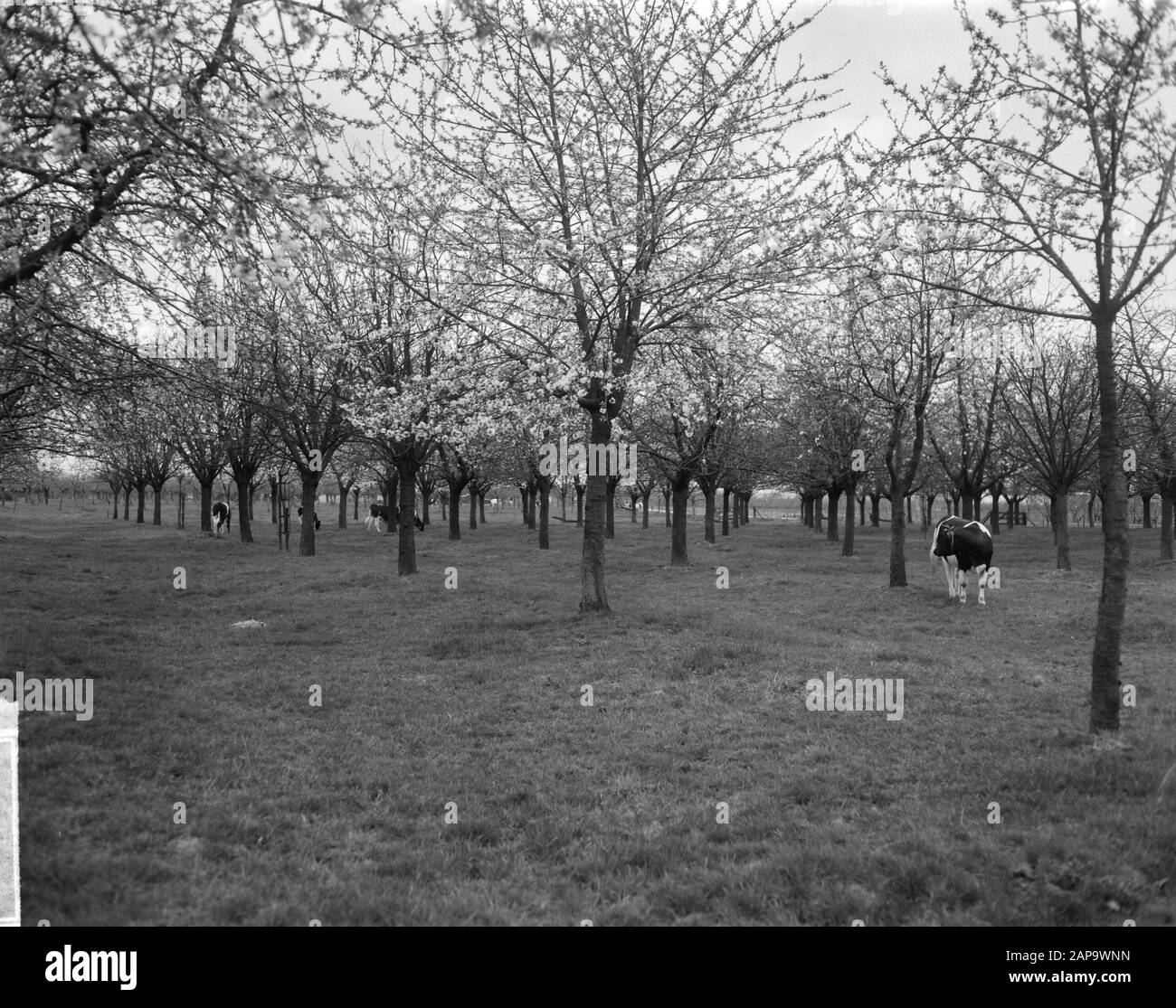Flowers cherry blossom spring Black and White Stock Photos & Images - Alamy