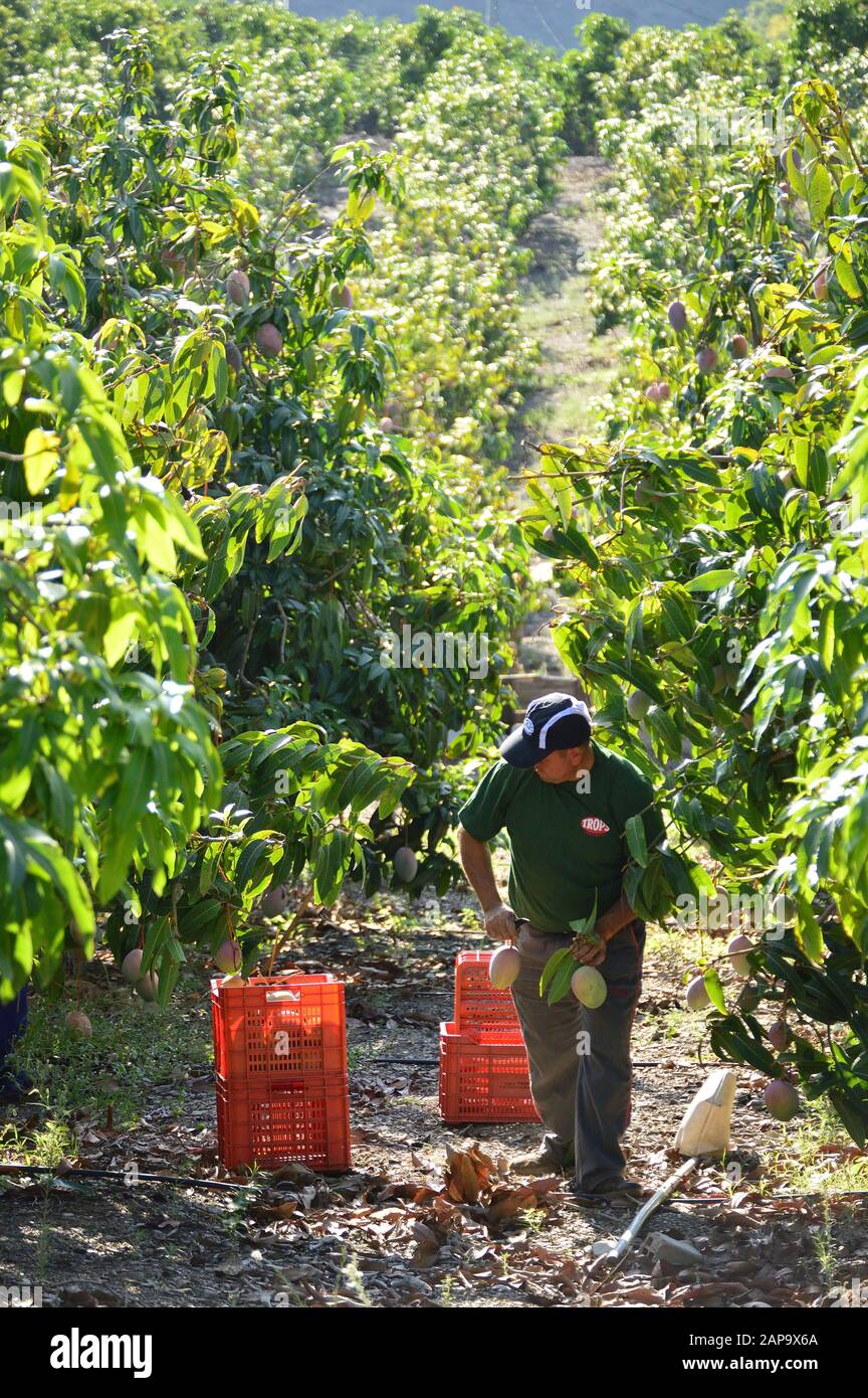 Agricultural worker collecting mango in a plantation mango trees Stock ...