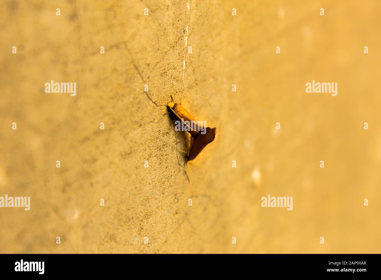 Beautiful insect hi-res stock photography and images - Alamy