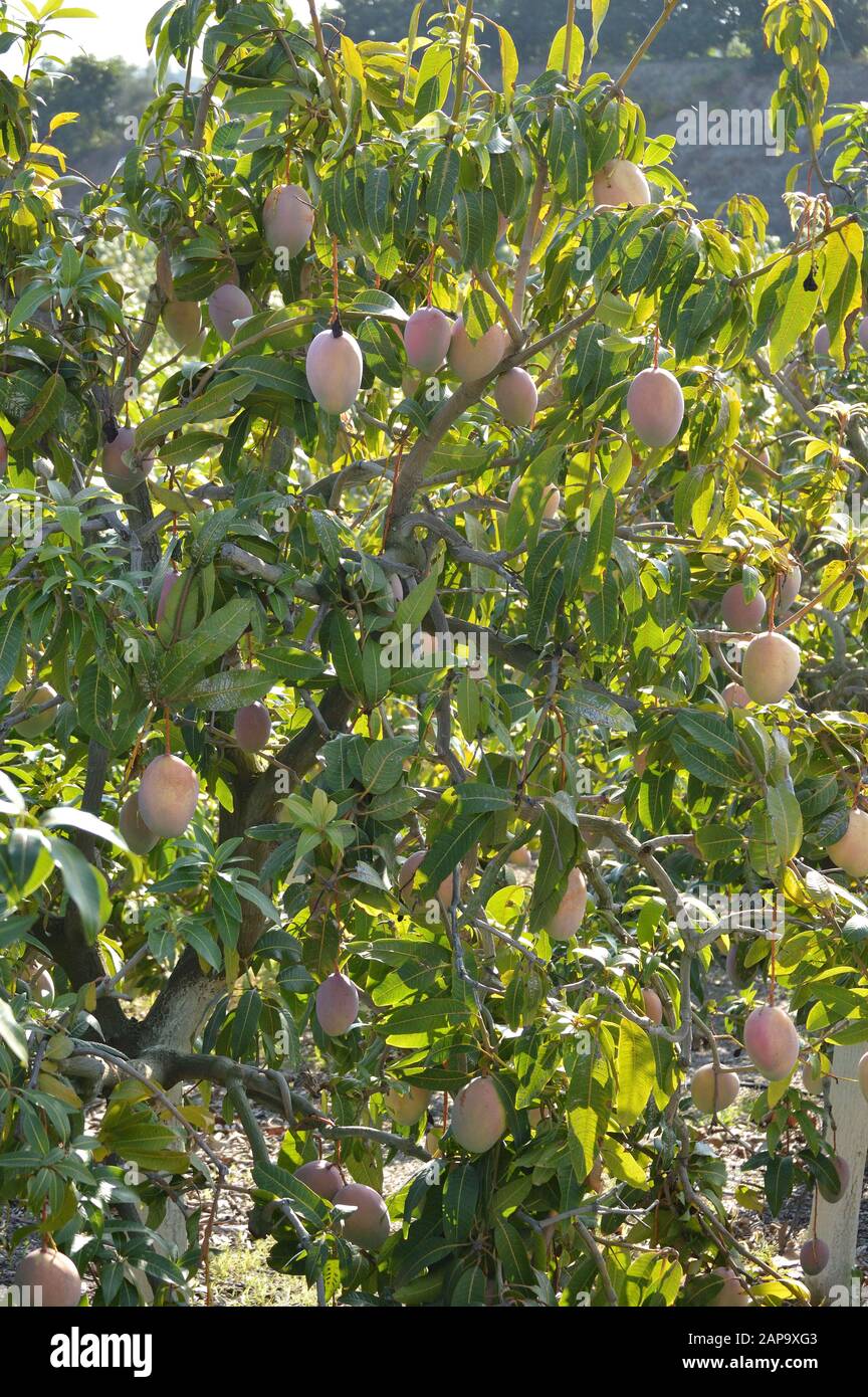 Full mango tree hi-res stock photography and images - Alamy