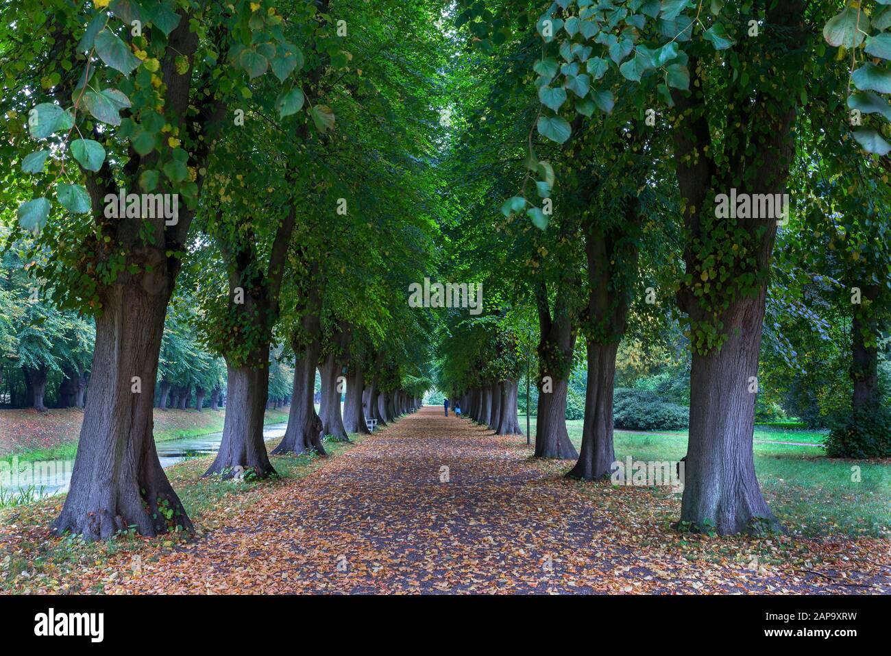 Lime alley tilia platyphyllos hi-res stock photography and images - Alamy
