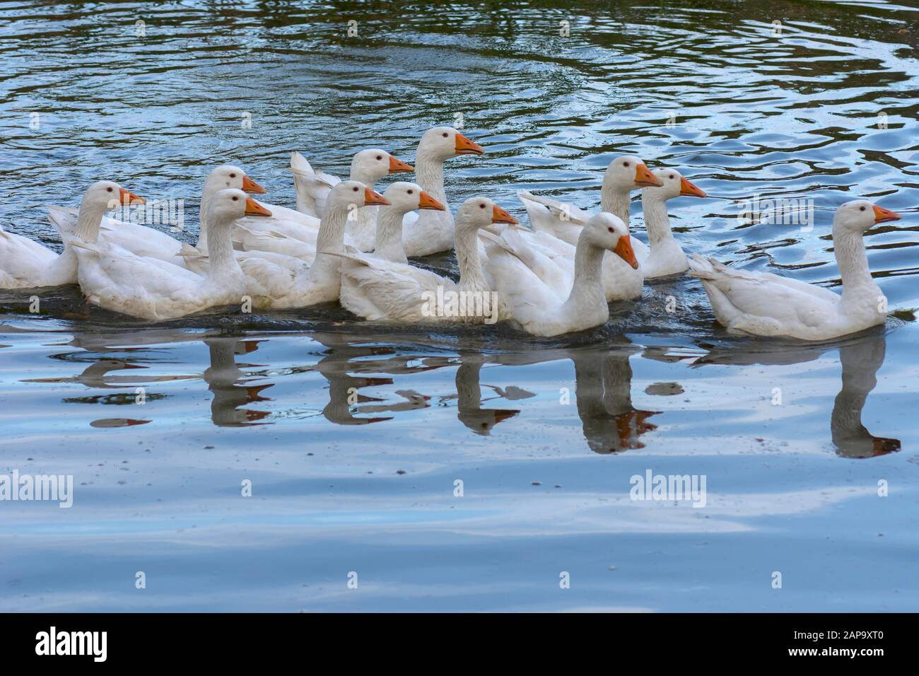 Domestic geese anserinae bathing in the pond hi-res stock photography ...