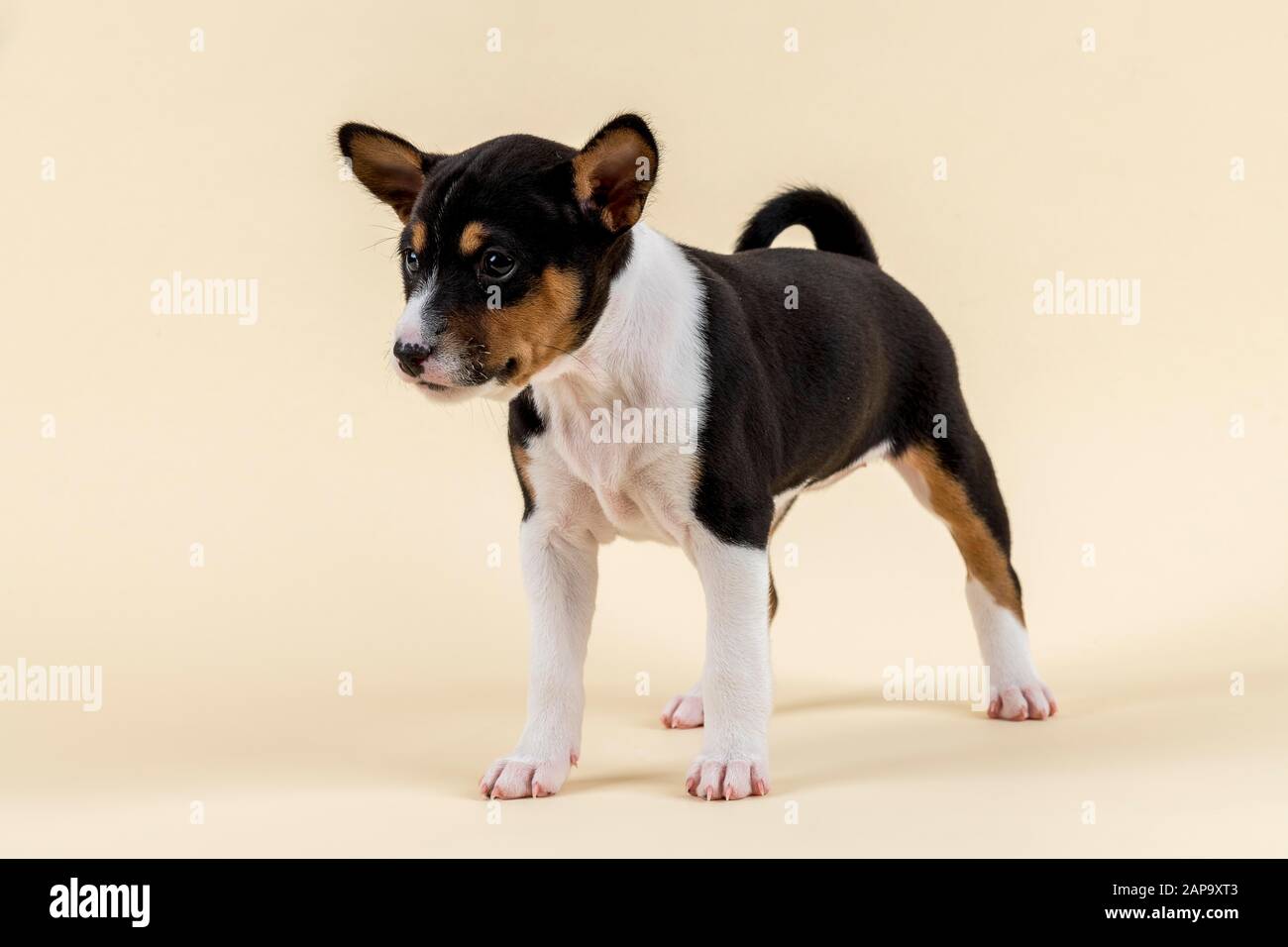 Basenji or Congo Terrier (Canis lupus familiaris), young animal, 6 ...