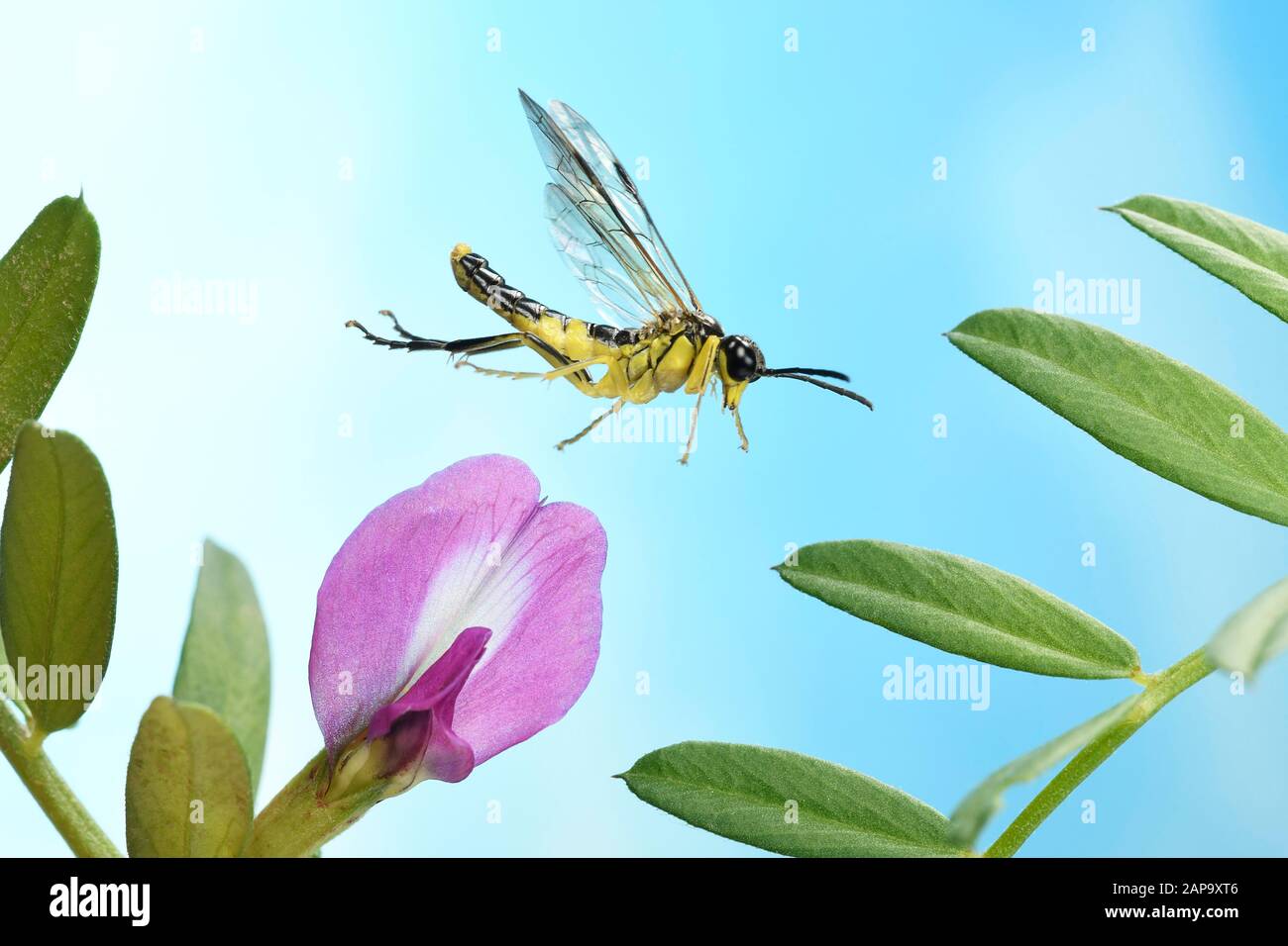 Tenthredinidae sp (Tenthredo temula) in flight on purple flower of ...