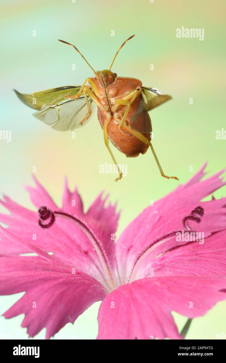 Green shield bug (Palomena prasina) in flight on a pink common pink ...