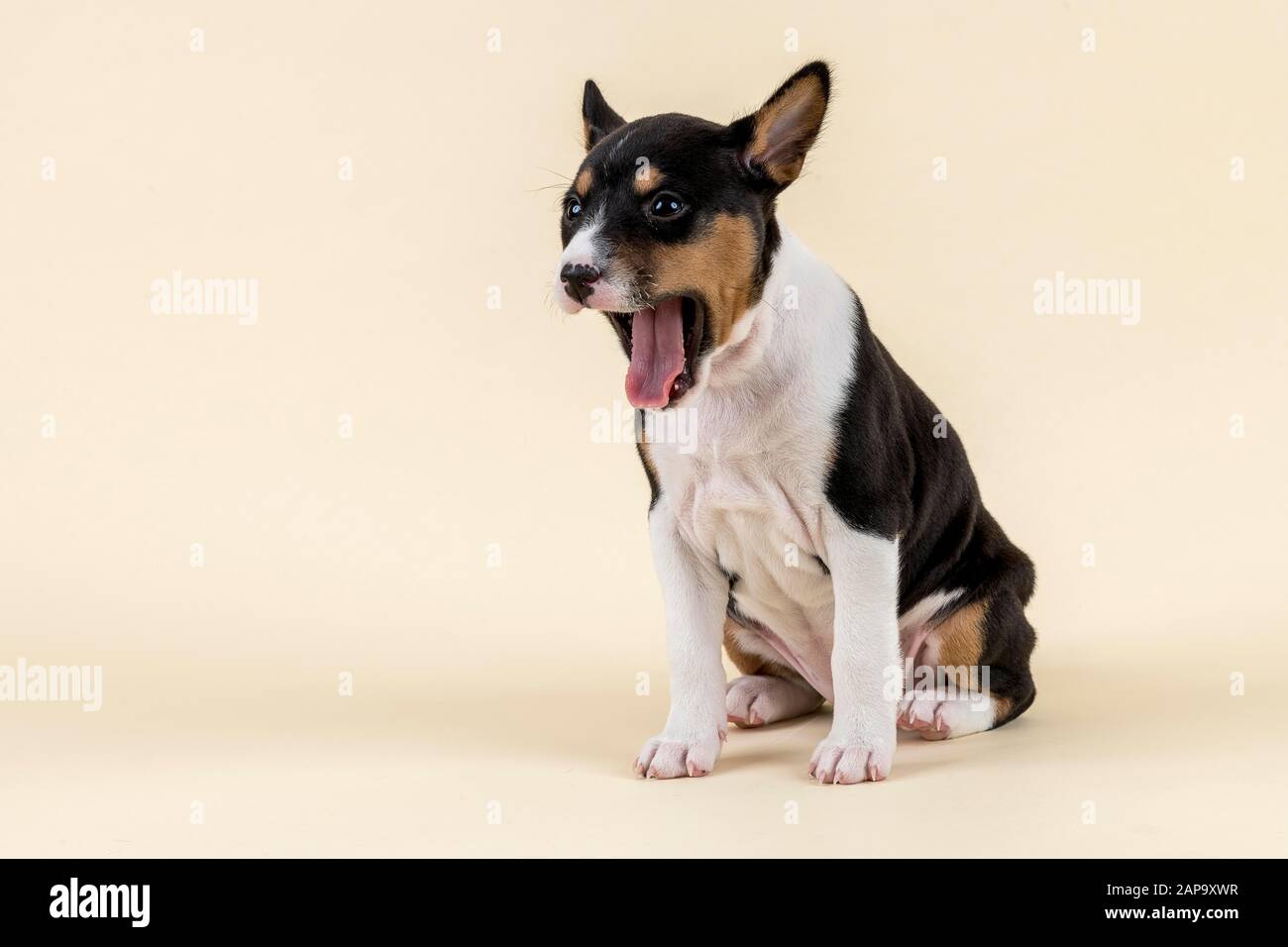 Basenji or Congo Terrier (Canis lupus familiaris), young animal, 6 ...