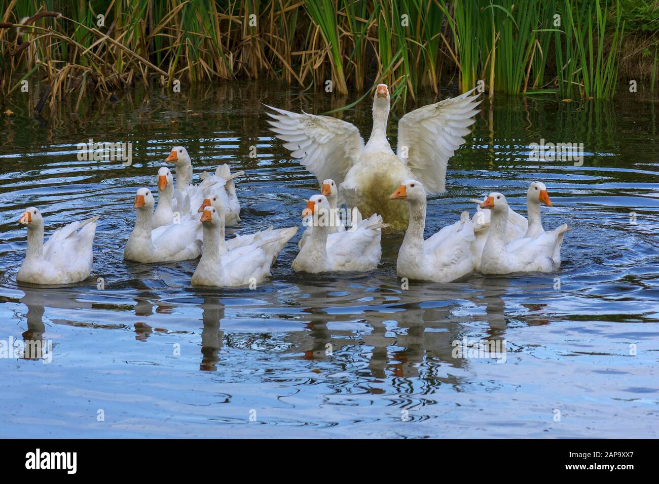 Domestic geese anserinae bathing in the pond hi-res stock photography ...