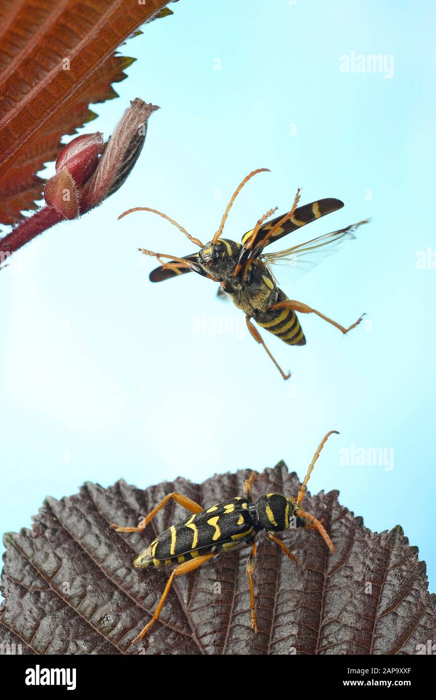 Wasp beetle (Clytus arietis), in flight on leaf of a Common hazel ...