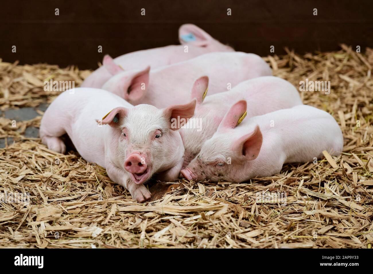 Young piglets lying in straw hi-res stock photography and images - Alamy
