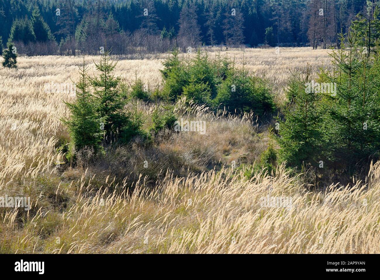 Windthrow area with typical vegetation hi-res stock photography and ...